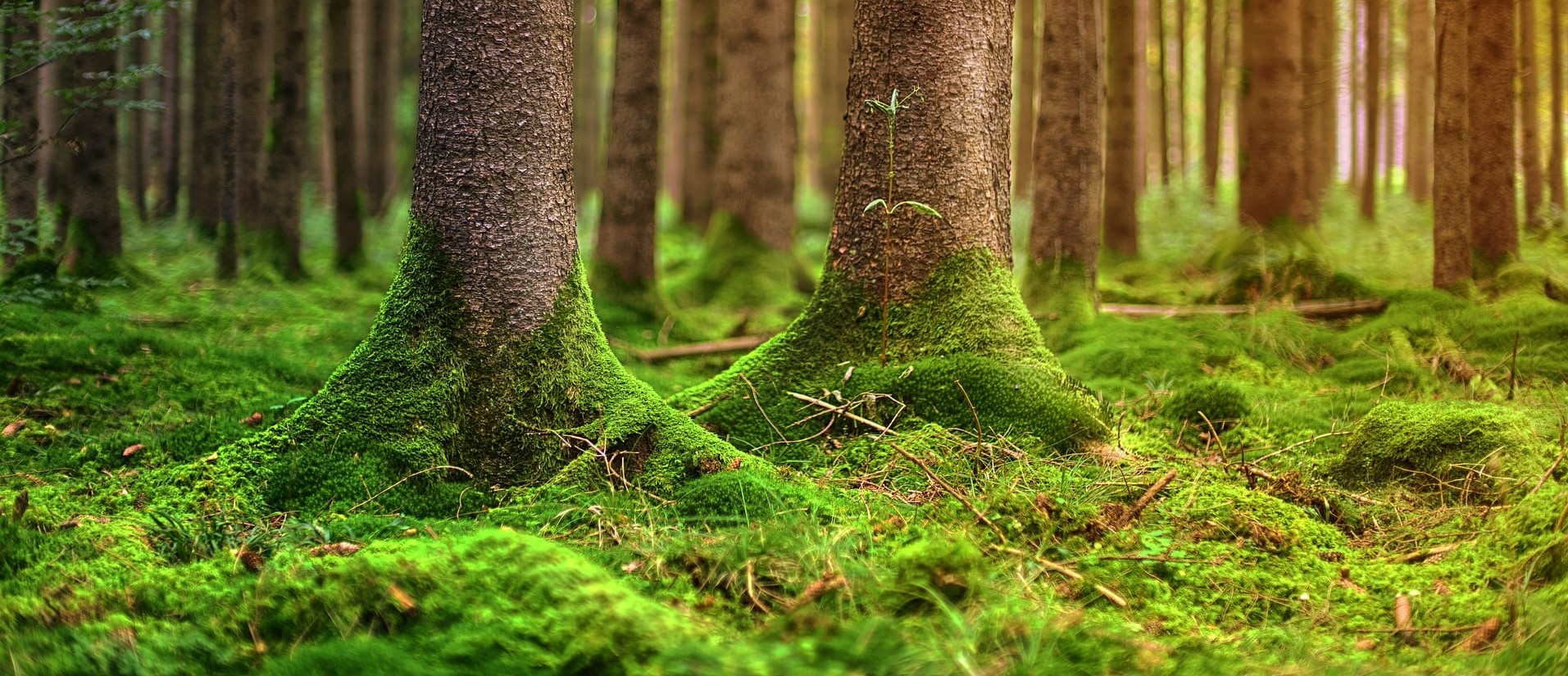 Innovation & Responsibility | Executive Millwork Inc. | Committed to more.